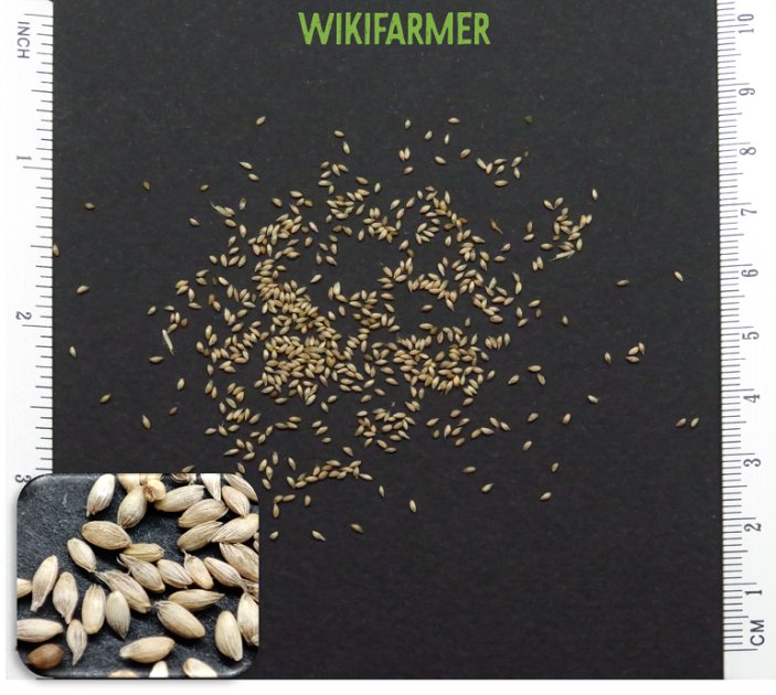 Phleum pratense hạt | Wikifarmer