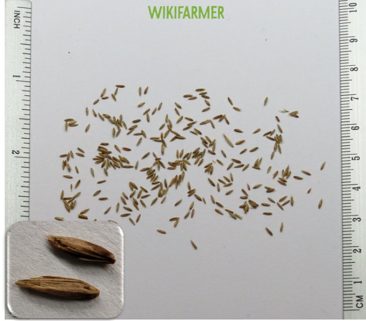 Poa pratensis hạt | Wikifarmer
