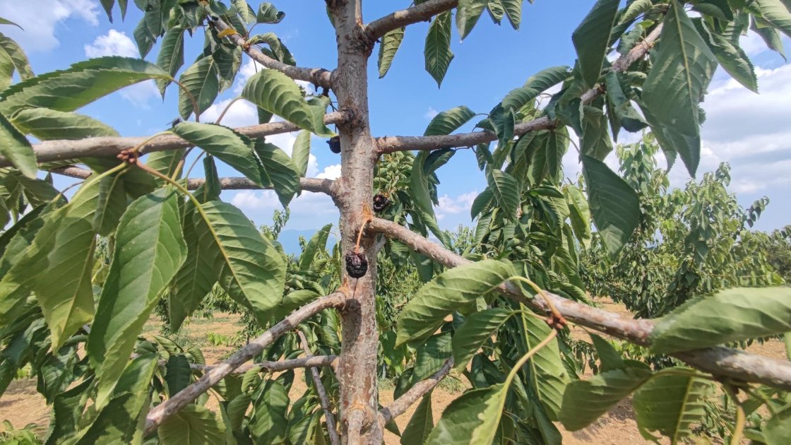 Cherry Tree Pests and Diseases | Wikifarmer