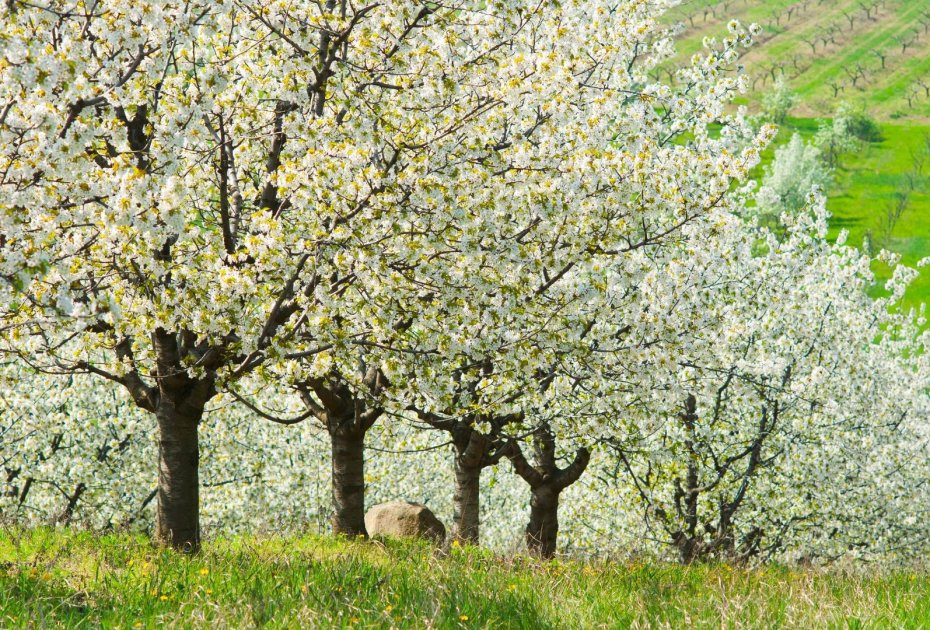 Cherry Tree Propagation and Pollination | Wikifarmer