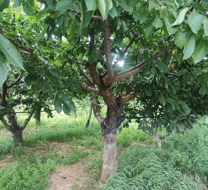 Cherry Tree Water Requirements | Wikifarmer