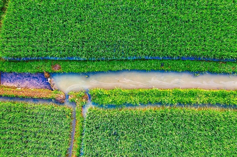 What are the Vegetated (Filter) Strips? | Wikifarmer