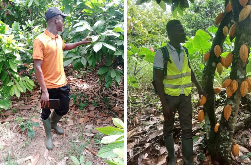 Water needs and Irrigation of Cacao | Wikifarmer