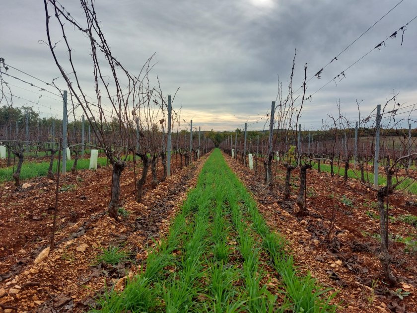 How to use Cover Crops in Vineyards and their Advantages | Wikifarmer