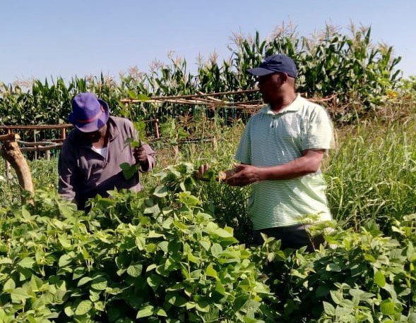 The challenges of coffee cultivation in Africa - What is the major problem facing coffee farmers ...