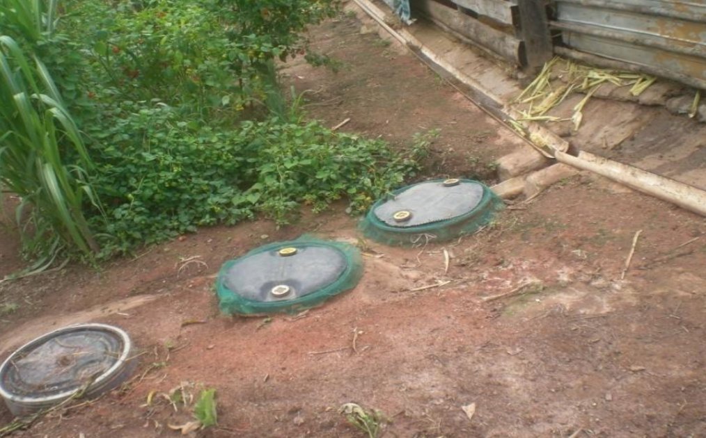 A Sustainable and Safe Solution for Managing Swine Waste | Wikifarmer