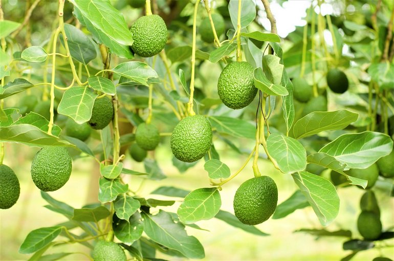 Avokadonun tarihi, besin içerikleri ve hakkında bilgiler | Wikifarmer