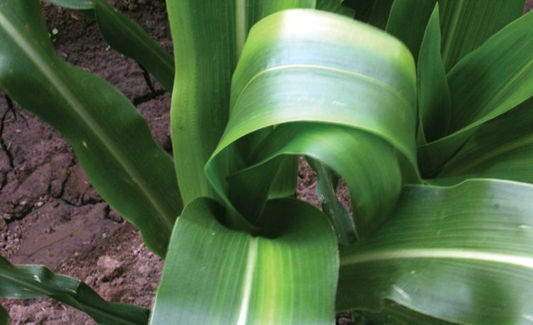 How important are the Micronutrients for plants | Wikifarmer