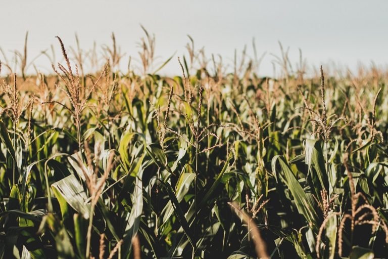 Pragas e Doenças do Milho | Wikifarmer