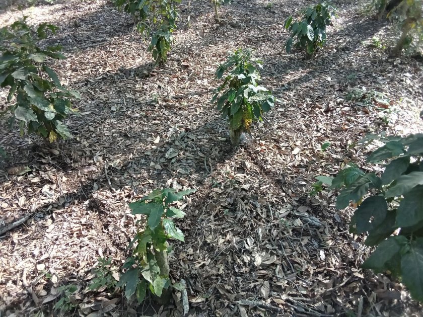 Coffee Trees Planting and Plant Spacing | Wikifarmer
