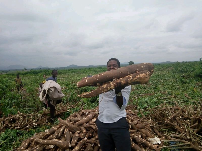 Cassava Harvest, Yield per hectare and Storage | Wikifarmer