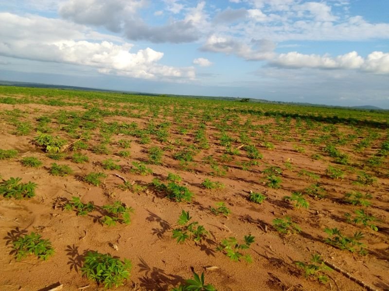 Cassava crop Water Needs and irrigation Systems | Wikifarmer