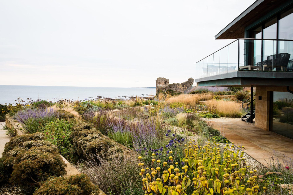 Salt-Tolerant Plants: 10 options for gardens near the sea | Wikifarmer