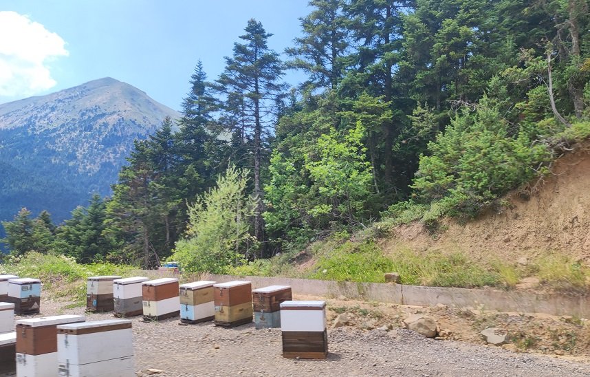 Honey Produced in Forests and Meadows | Wikifarmer