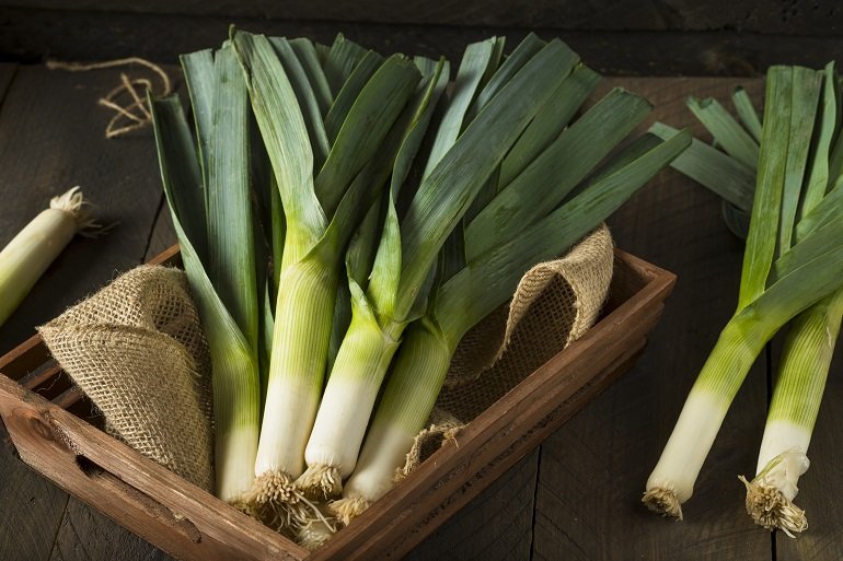 15 Interesting Facts about Leeks | Wikifarmer