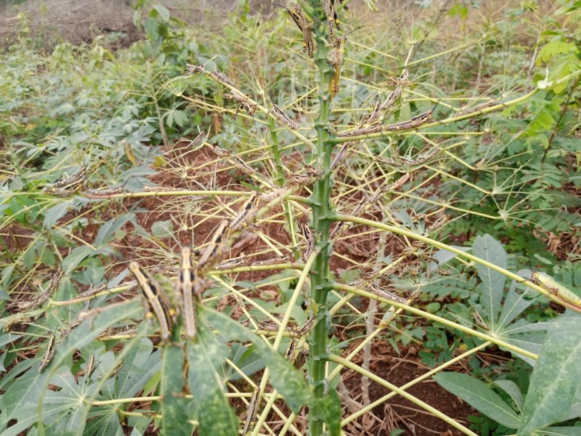 Major Pests and Diseases of Cassava | Wikifarmer