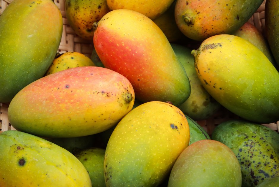 Most Common Pests Affecting Mangoes | Wikifarmer