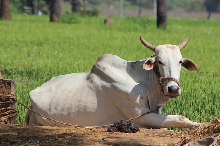 Serious Cattle Diseases caused by Pathogenes | Wikifarmer