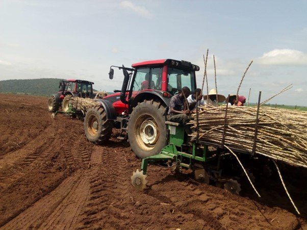 Cassava Propagation and Planting | Wikifarmer