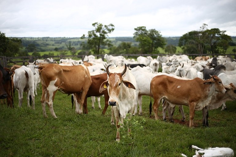 Feed-related Diseases or Physiological Problems in Cattle | Wikifarmer