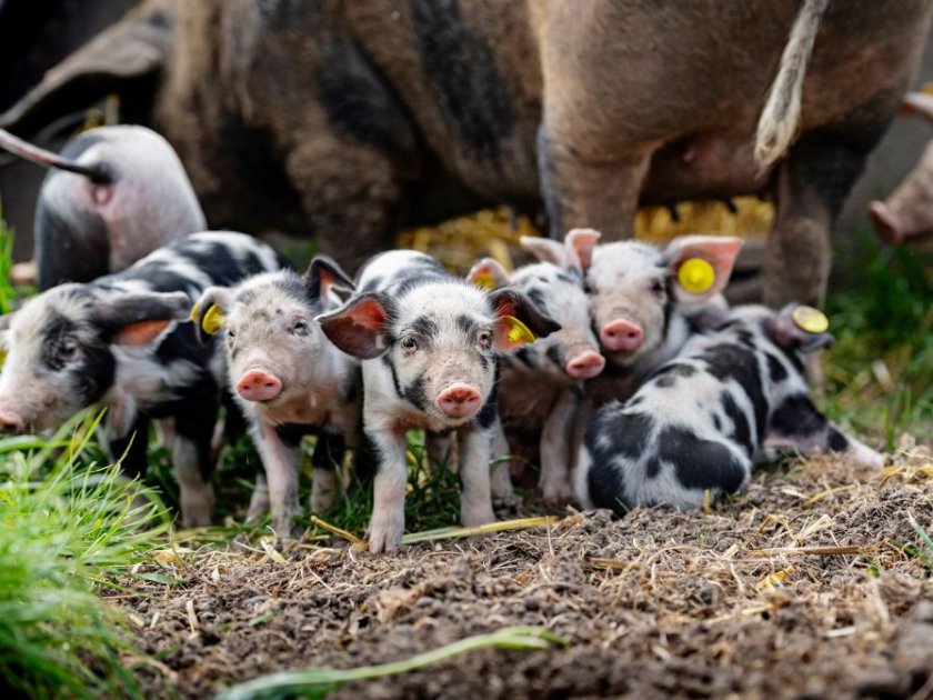 Improving piglet survival and growth | Wikifarmer