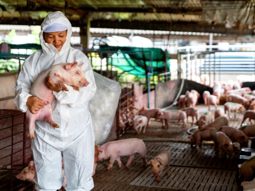 Pig breeding: Artificial Insemination advice and efficient selection of ...