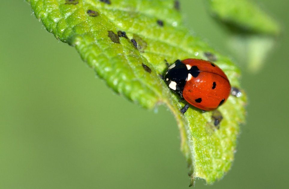 Important Beneficial Insects as Natural Enemies of Crop Pests | Wikifarmer