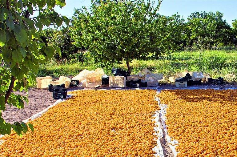 Cosecha De Albaricoqueros Rendimiento De Albaricoqueros Y