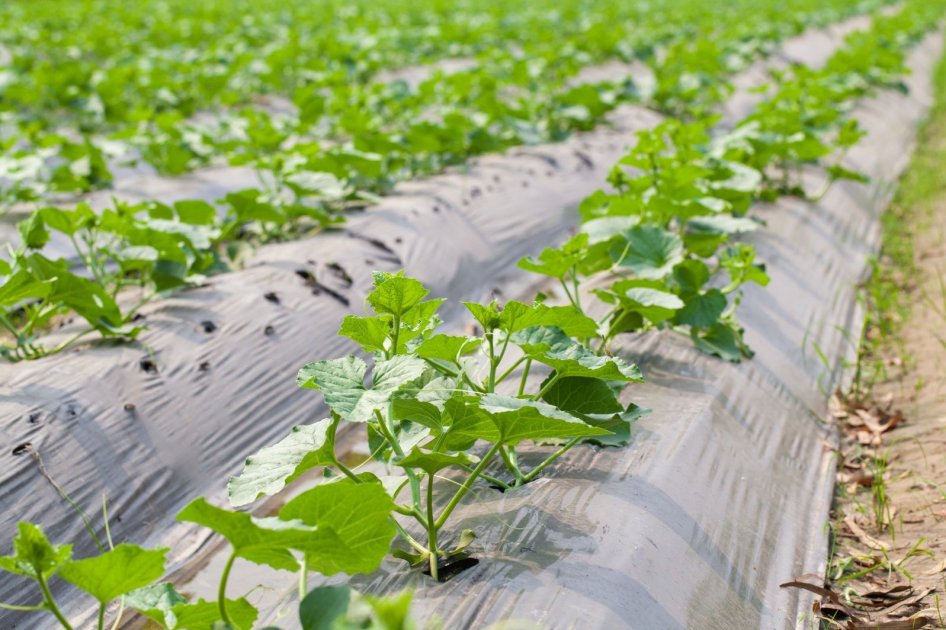 Cucumber Soil preparation, Soil, and Climate requirements, and Seeding ... Cucumber Soil preparation, Soil, and Climate requirements, and Seeding ...