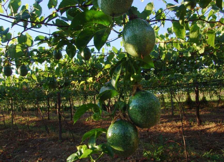 Fruit Plant Soil Time To Plant Fruit Trees