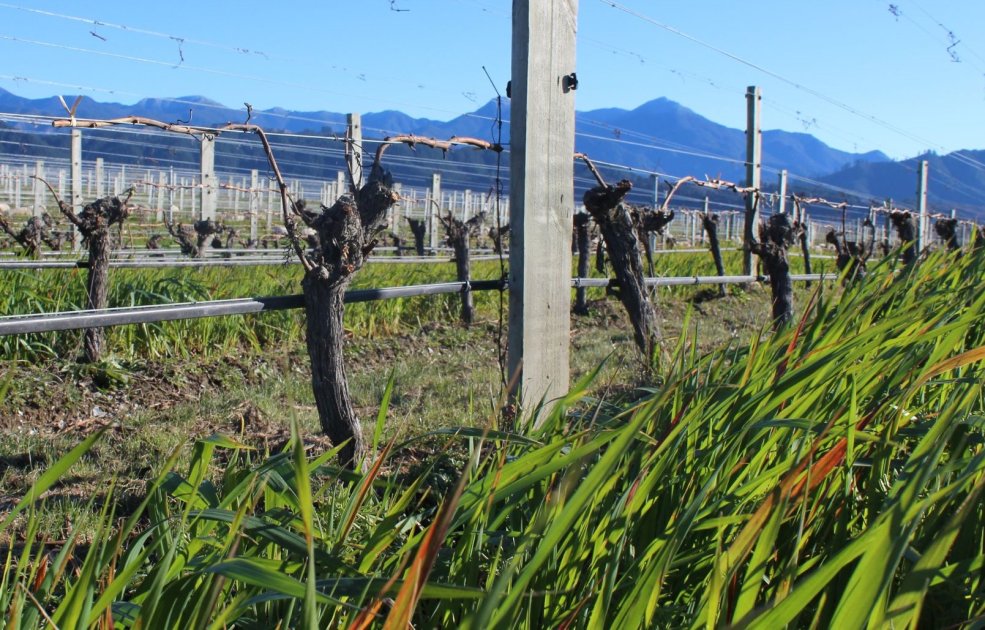 What is a cover crop in farming? | Wikifarmer