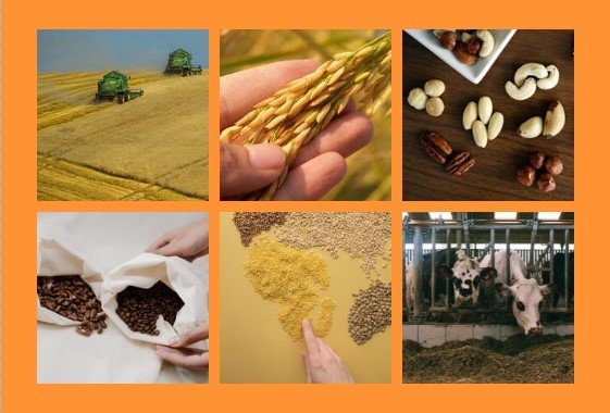 Τι είναι οι μυκοτοξίνες και πώς επηρεάζουν την ασφάλεια των τροφίμων ...