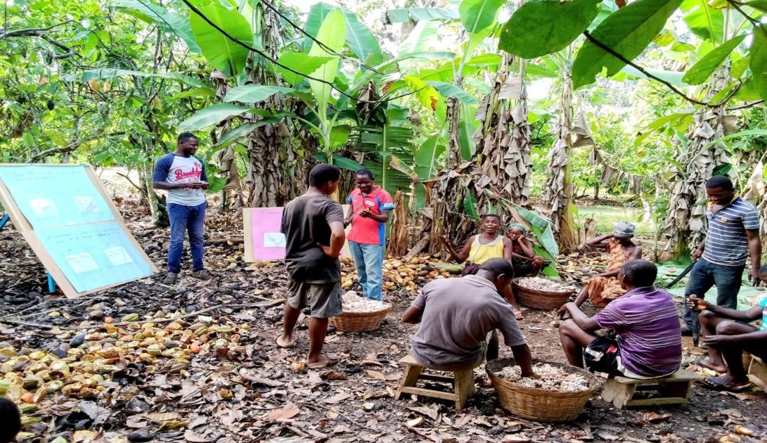 Cacao Certification as a driving force for adopting Improved Farming ...