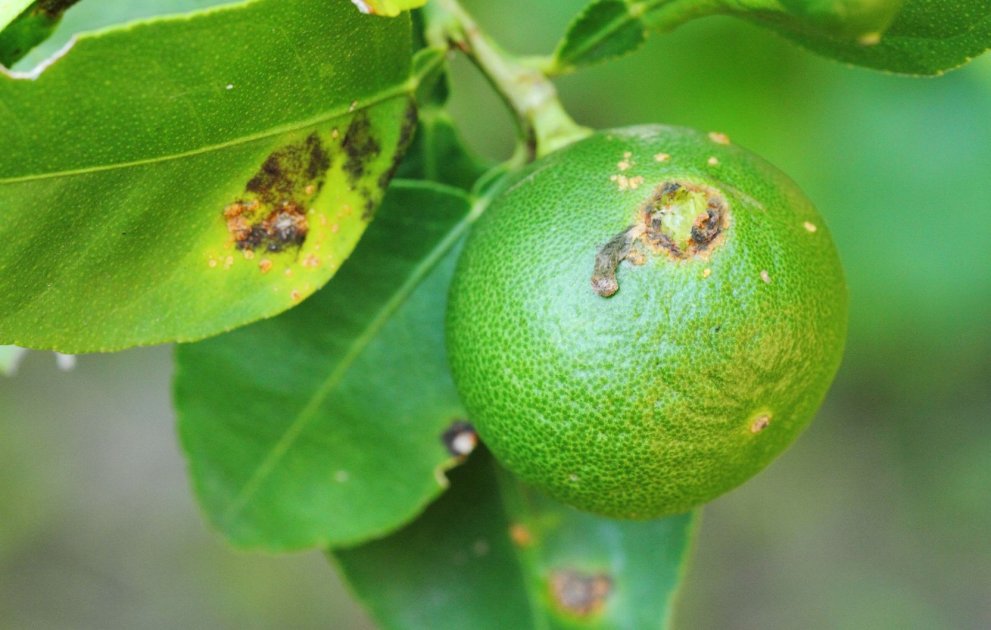 Bacterial Citrus Diseases: Identification and Control | Wikifarmer