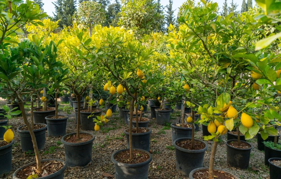 Important Virus Diseases in Citrus trees | Wikifarmer