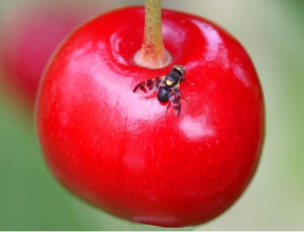 Cherry fruit fly (Rhagoletis cerasi): The most crucial cherry tree pest ...
