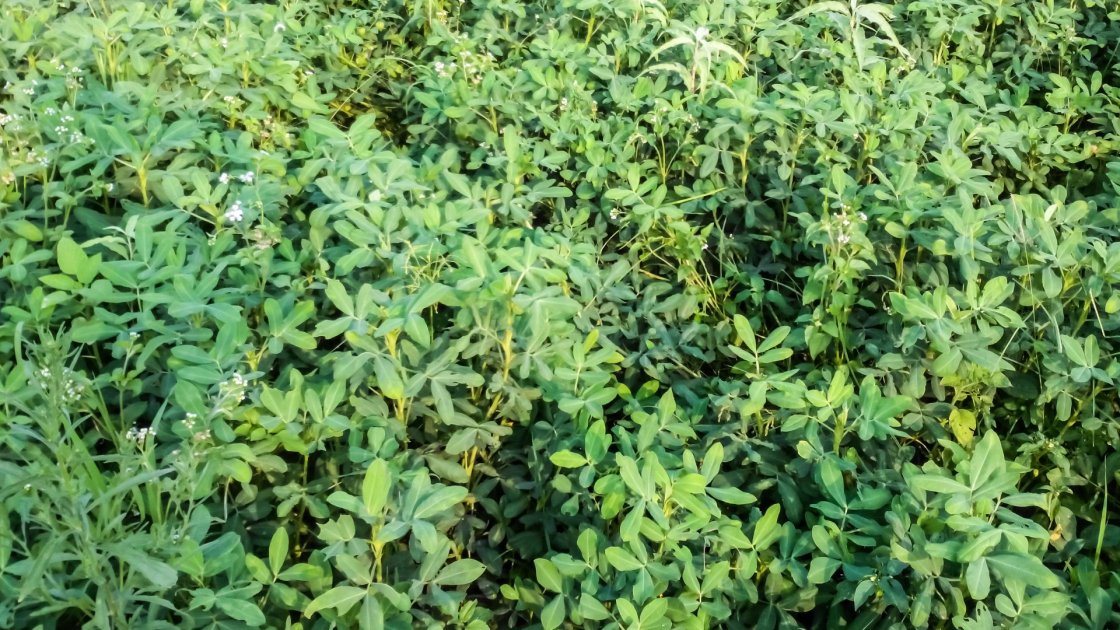 Groundnut Diseases and Management Practices | Wikifarmer
