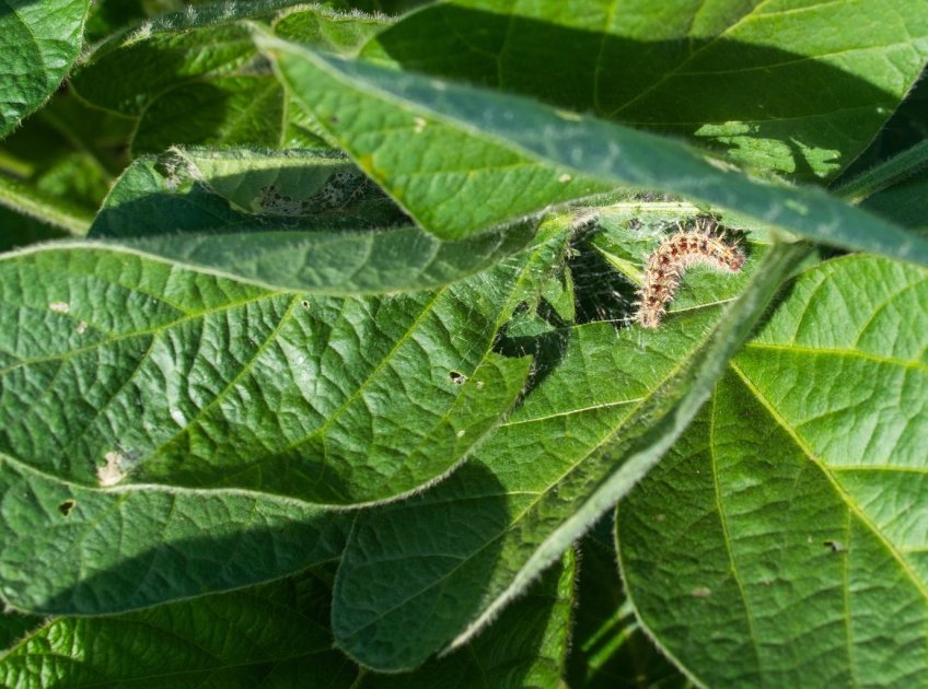 Soybean Pests and their Management Practices | Wikifarmer