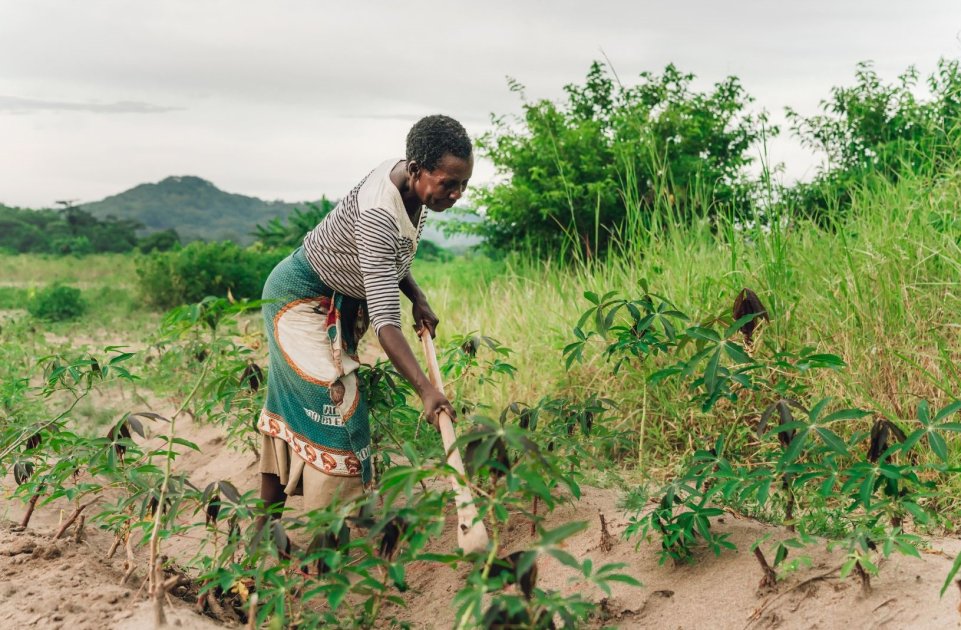 Unraveling the Impact of Contract Farming in Nigeria's Agricultural Ecosystem | Wikifarmer