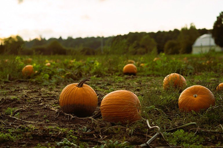 Pumpkin Fertilizer Requirements | Wikifarmer