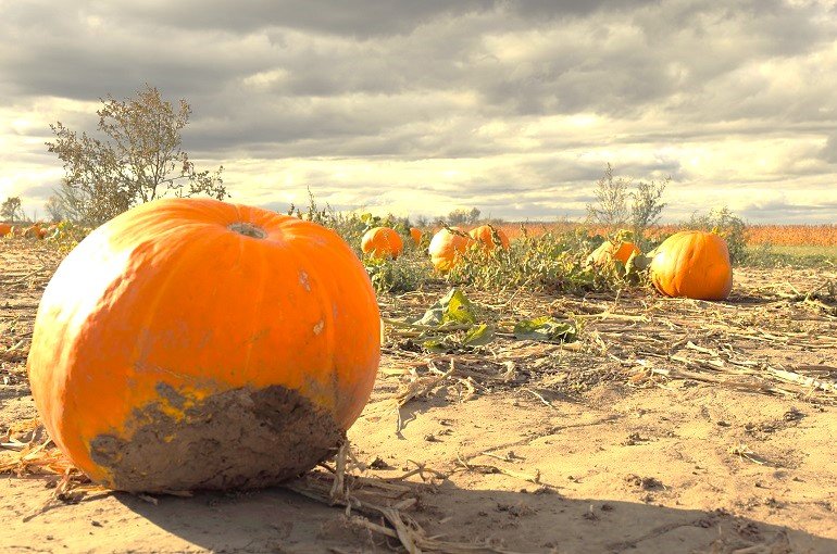 Common Pumpkin Pests, Diseases, and Weed control | Wikifarmer