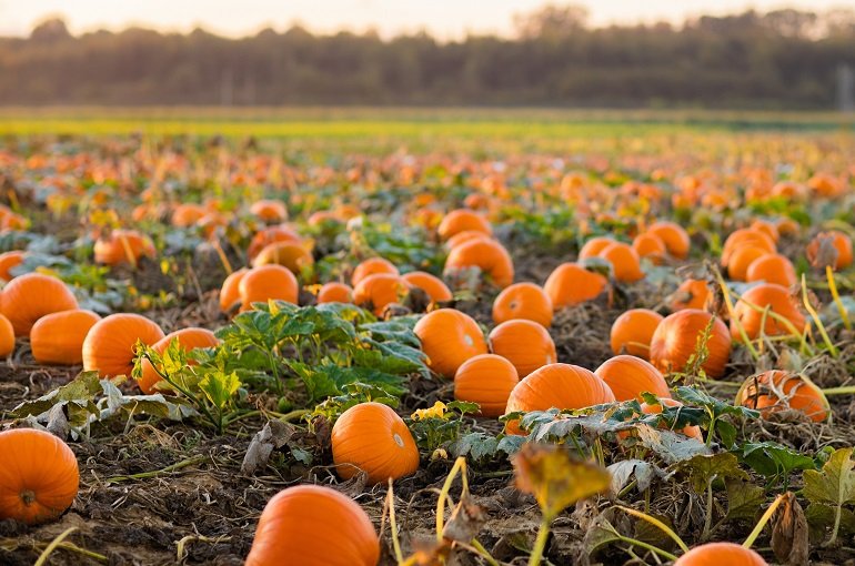 Pumpkin Water Requirements and Irrigation Systems | Wikifarmer