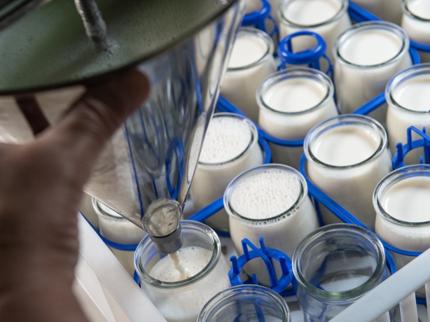 Beneficial Microbes in Food Preservation | Wikifarmer