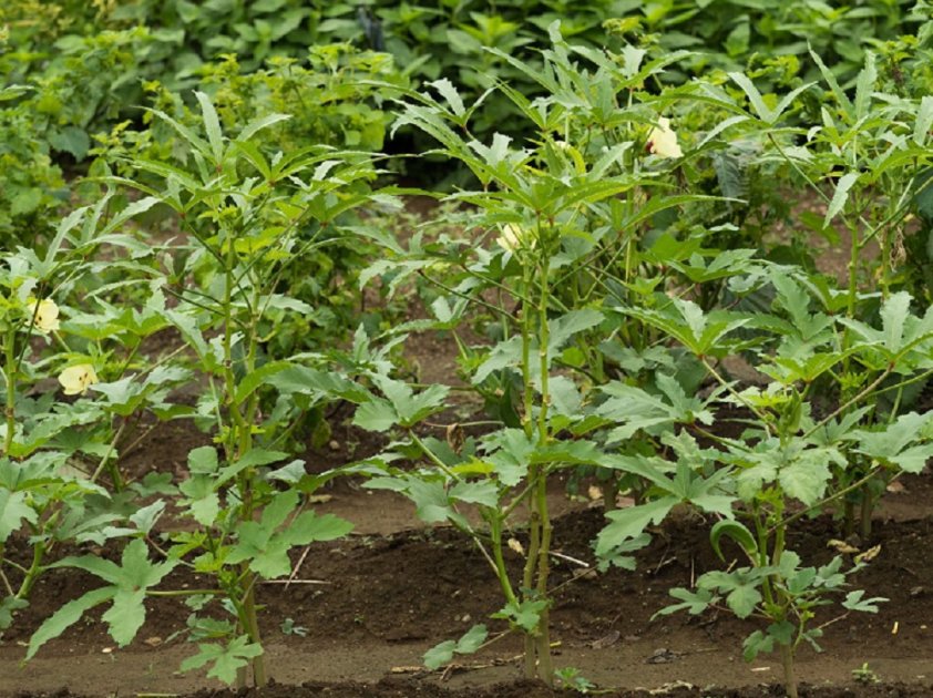 Okra-Düngungsanforderungen | Wikifarmer