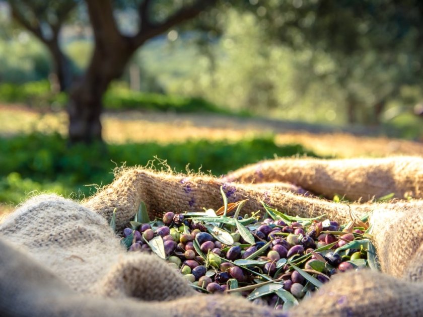 PDO (Protected Designation of Origin) | Wikifarmer