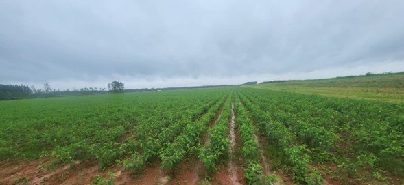 Pigeon pea: Plant information, History, and Nutrition | Wikifarmer