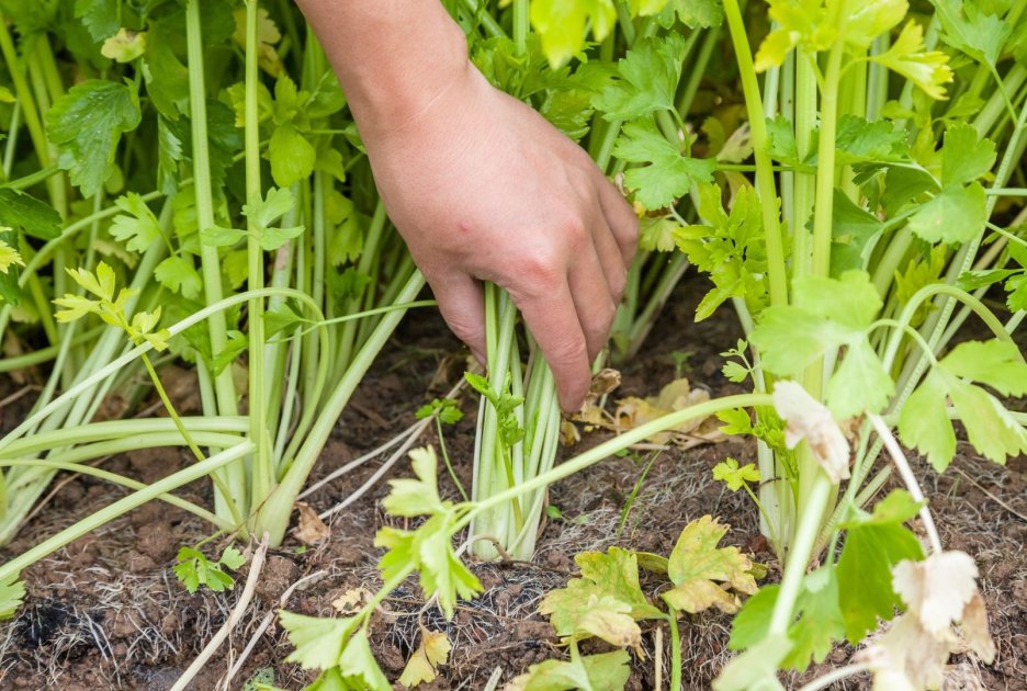 Sellerie blanchieren - So wird der Sellerie gebleicht | Wikifarmer
