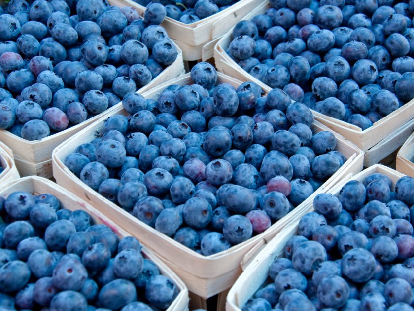 Blueberries nutrition | Wikifarmer