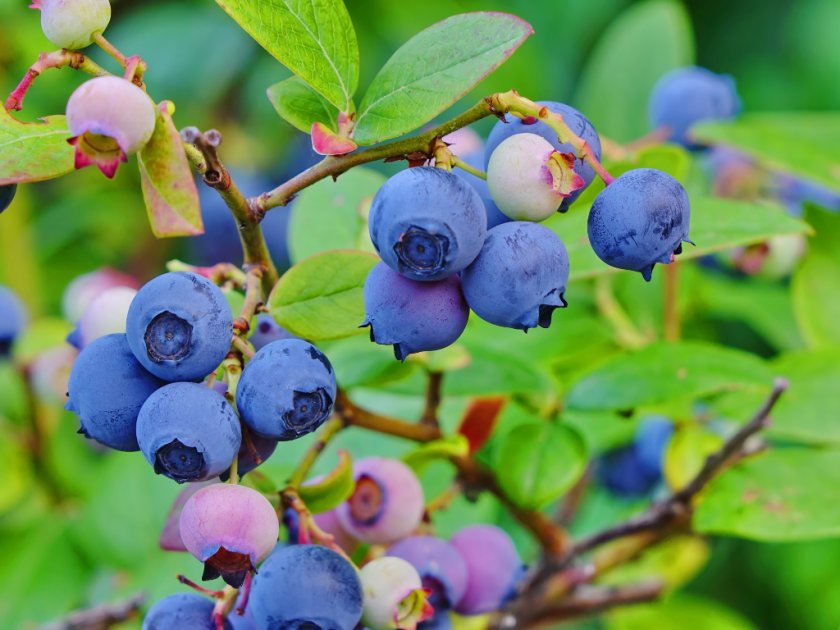14 Interesting Facts about Blueberries | Wikifarmer