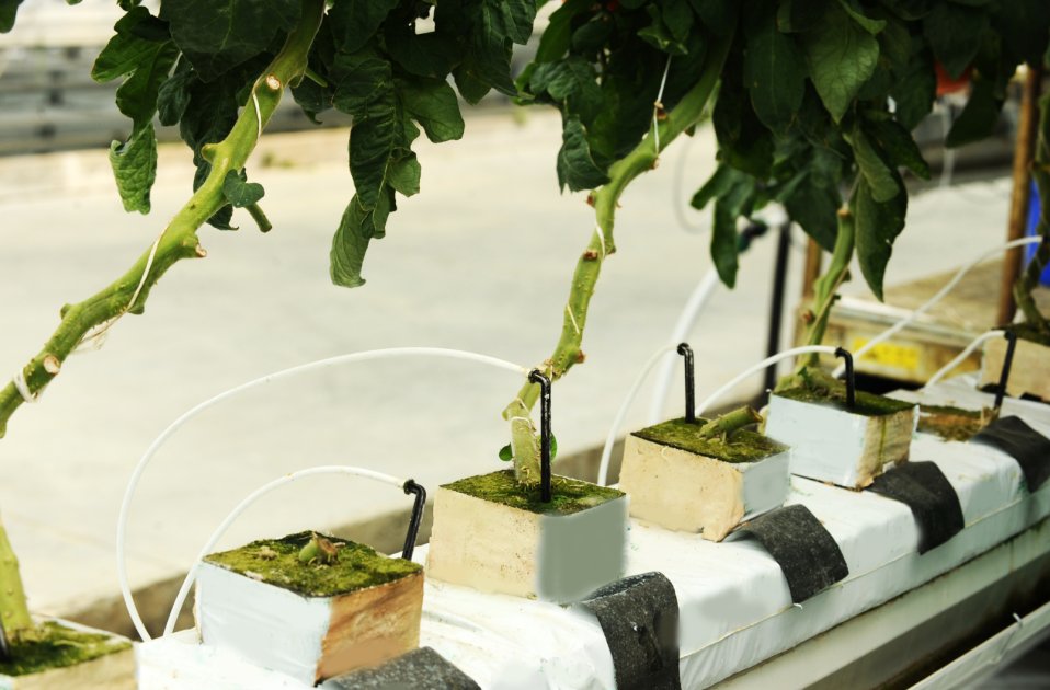 How to Choose the Best Growing Medium for Hydroponic Farming | Wikifarmer